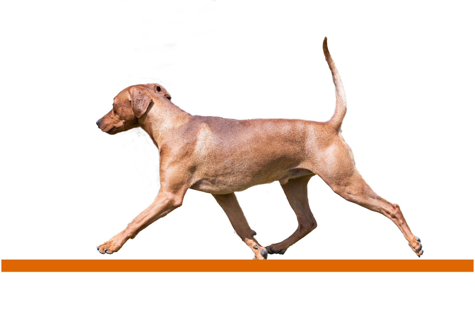 Pinseri - Pinserit ry